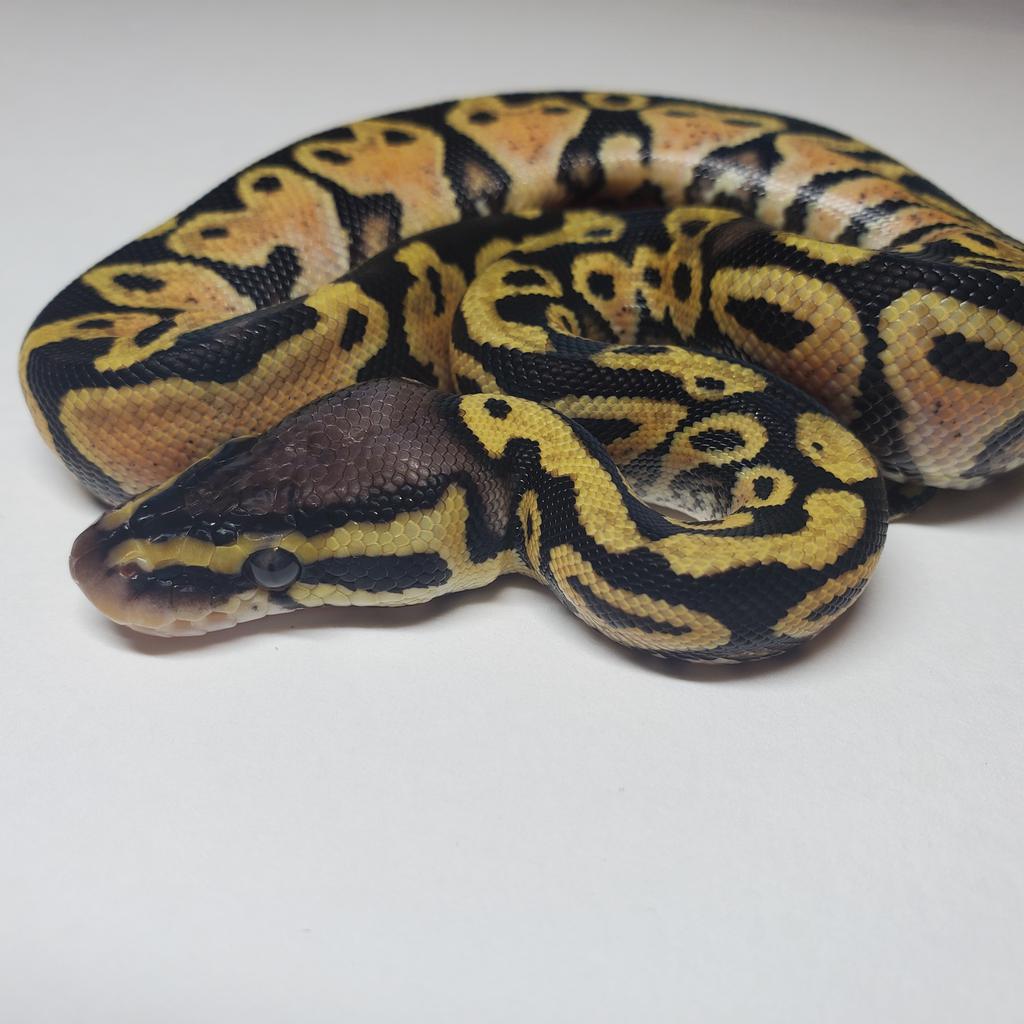2021-01-4 – Pastel Yellow Belly 50% het Clown – Female – Morph Forge